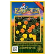 Everwilde Farms - Sparky Mix Marigold Seeds, 500 Pack, Gold Vault Jumbo ...