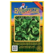 Everwilde Farms - 100 Multi Colored Broom Ornamental Corn Seeds - Gold ...