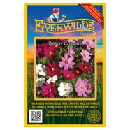 Zinnia Seeds (Dwarf) - Button Box Mix - Packet - Pink/Purple/Red Flower ...