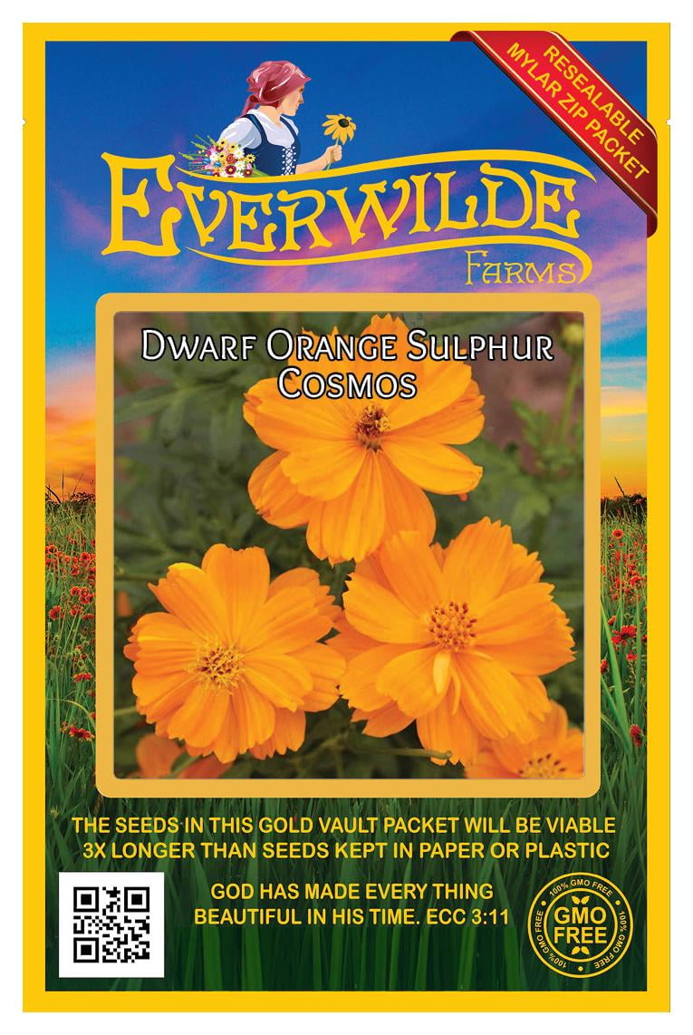 Everwilde Farms - 500 Dwarf Orange Sulphur Cosmos Garden Flower Seeds ...
