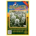 Everwilde Farms - 500 Empress Rocket Candytuft Garden Flower Seeds ...
