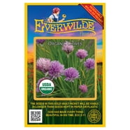 Everwilde Farms - 1000 Common Chives Herb Seeds - Gold Vault Jumbo Bulk ...