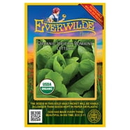 Leaf Lettuce Garden Seeds - Red Sails - 2.5 Gram Packet - Non-GMO ...