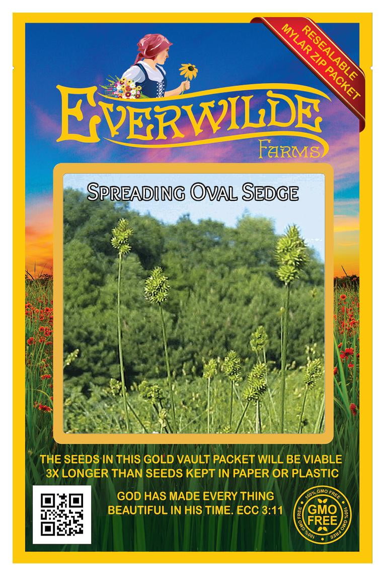 Everwilde Farms - 500 Spreading Oval Sedge Native Grass Seeds - Gold ...