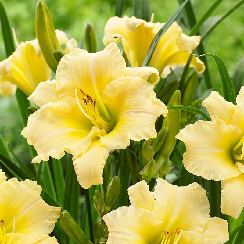 Everydaylily Cream Daylilies Flower Bulbs - 1 Daylily Root Per Pack ...