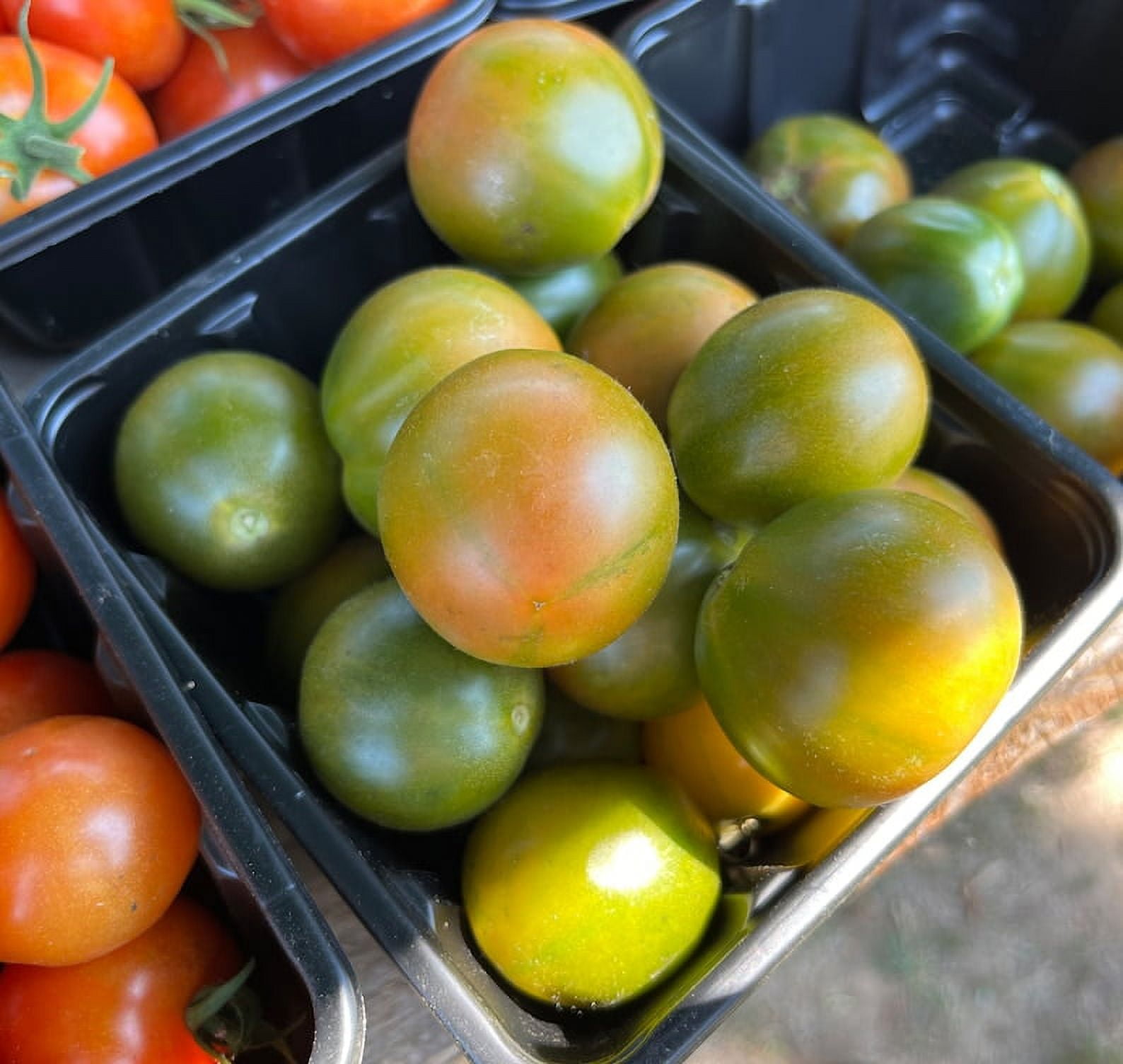 Evil Olive Green Grape Tomato Premium Seed Packet - Walmart.com