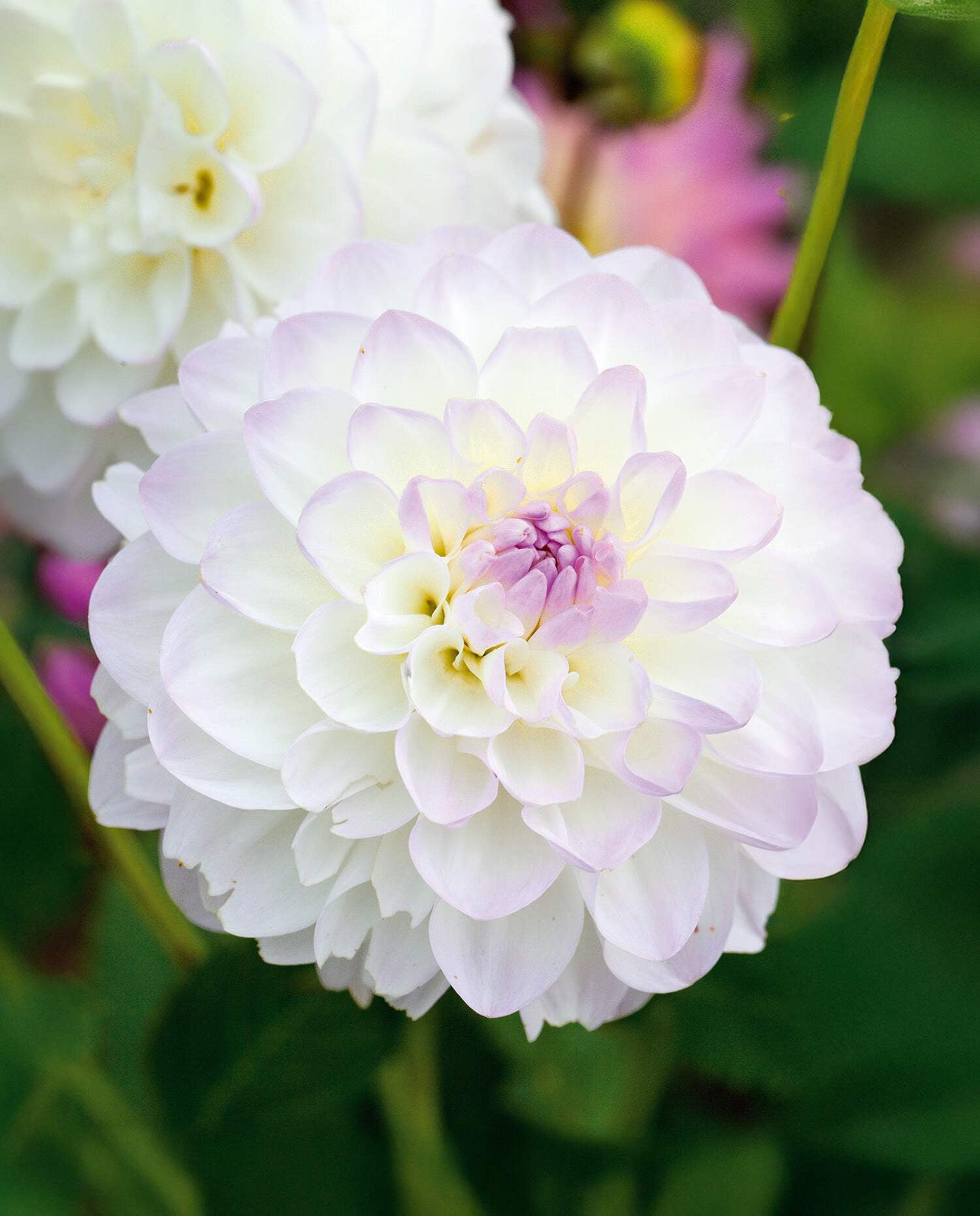 Eviline Ball Dahlia - 3 root divisions - Walmart.com