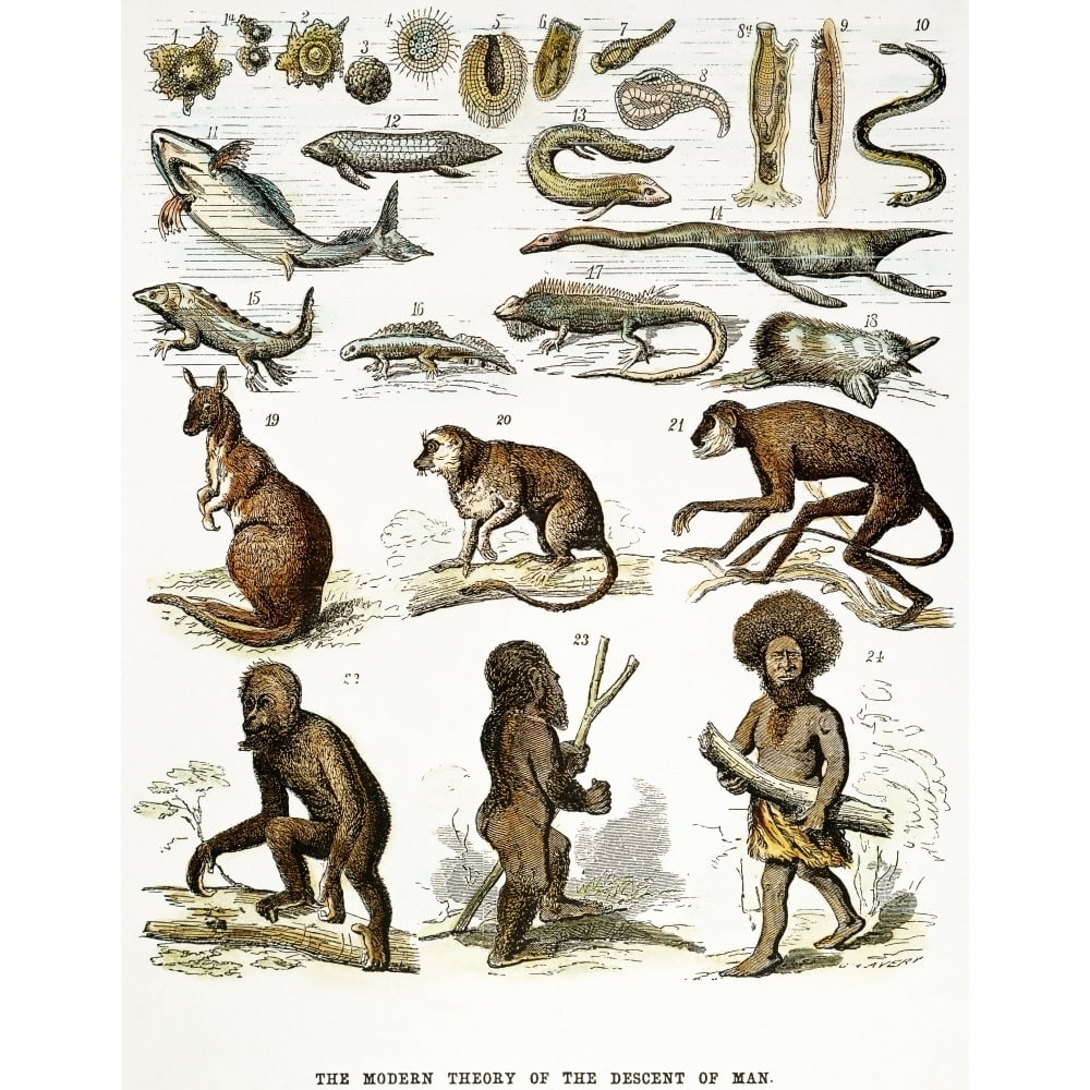 Evolution Chart. N'The Modern Theory Of The Descent Of Man' An ...