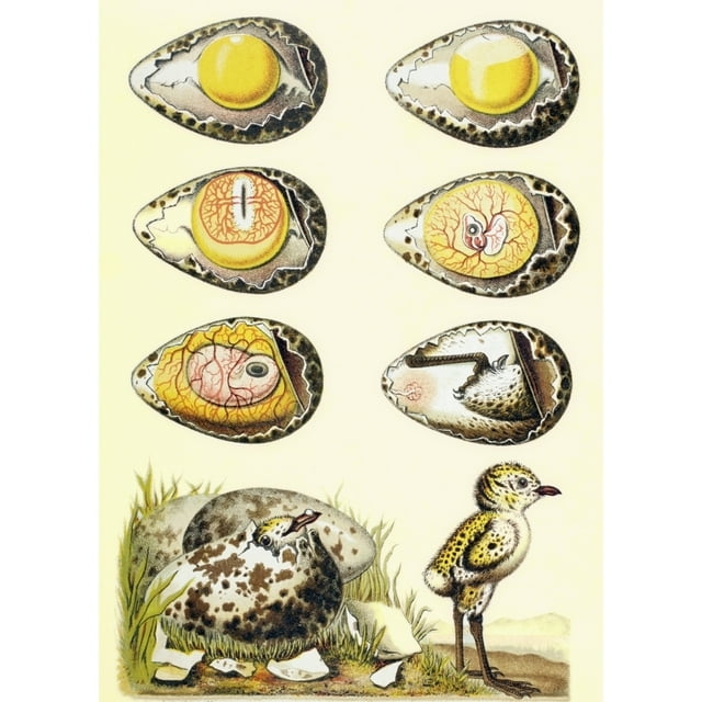 Evolution Of A Chicken Within An Egg And A Chicken Recently Emerged ...