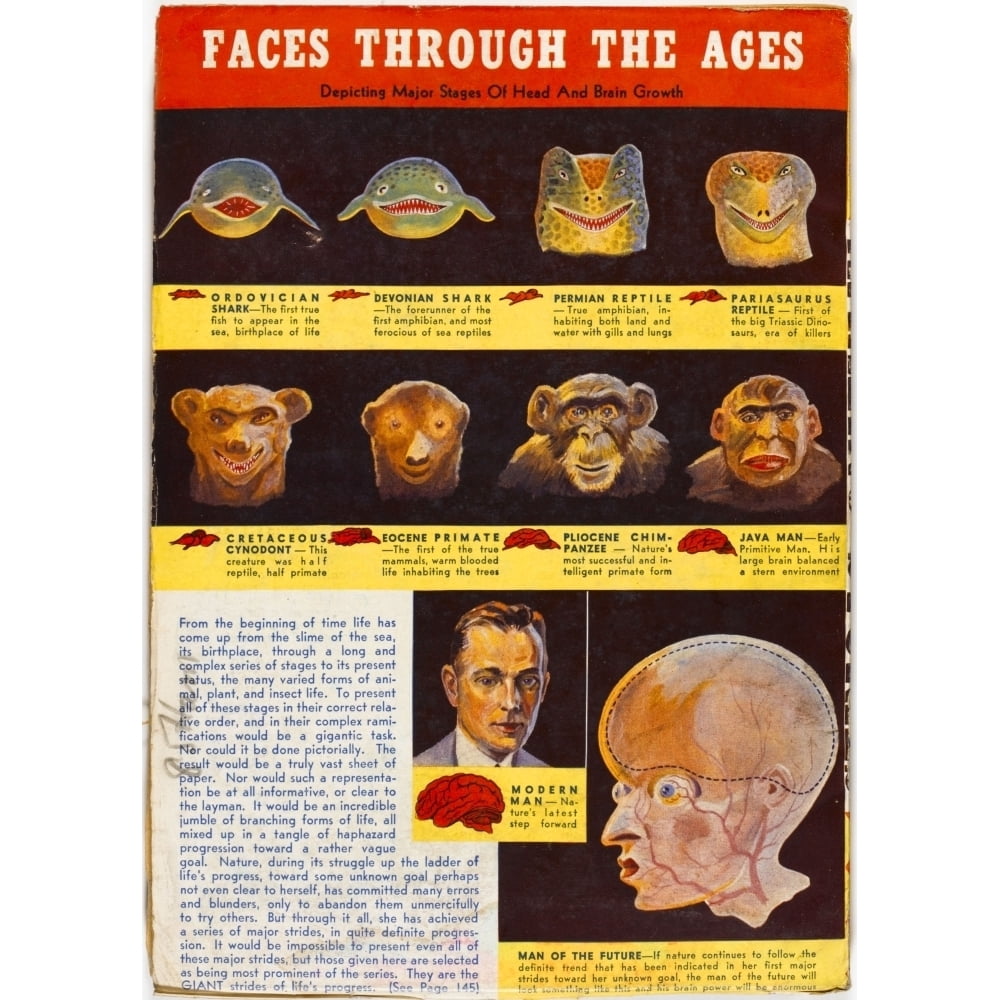 Evolution Of Face Poster Print By Mary Evans Picture Library (18 X 24 ...