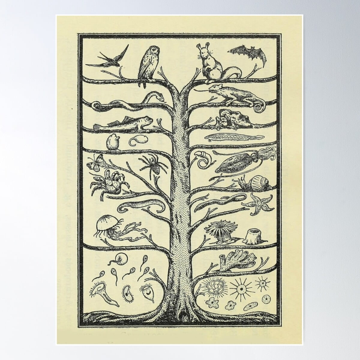 Evolution Tree Poster Wall Art, Modern Wall Decor For Living Room ...