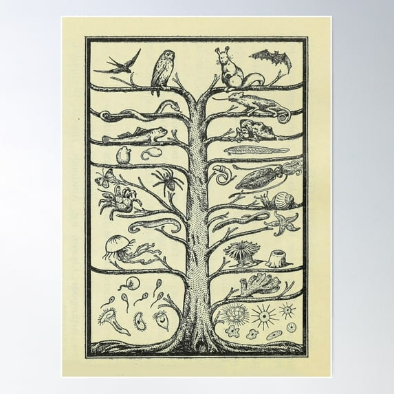 Evolution Tree Poster Wall Art, Modern Wall Decor For Living Room ...