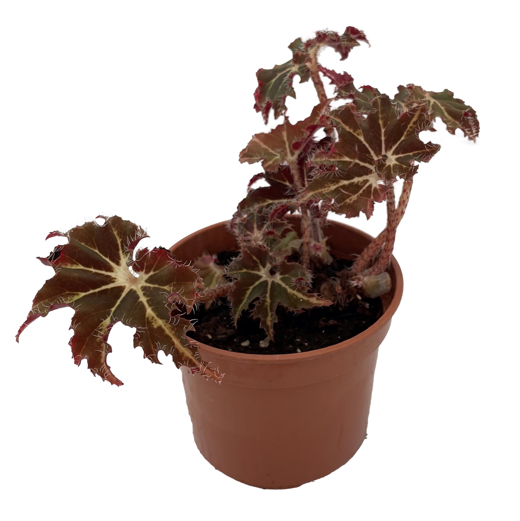Evy Begonia Plant - 3.7" Pot -Terrarium/Fairy Garden/House Plant ...