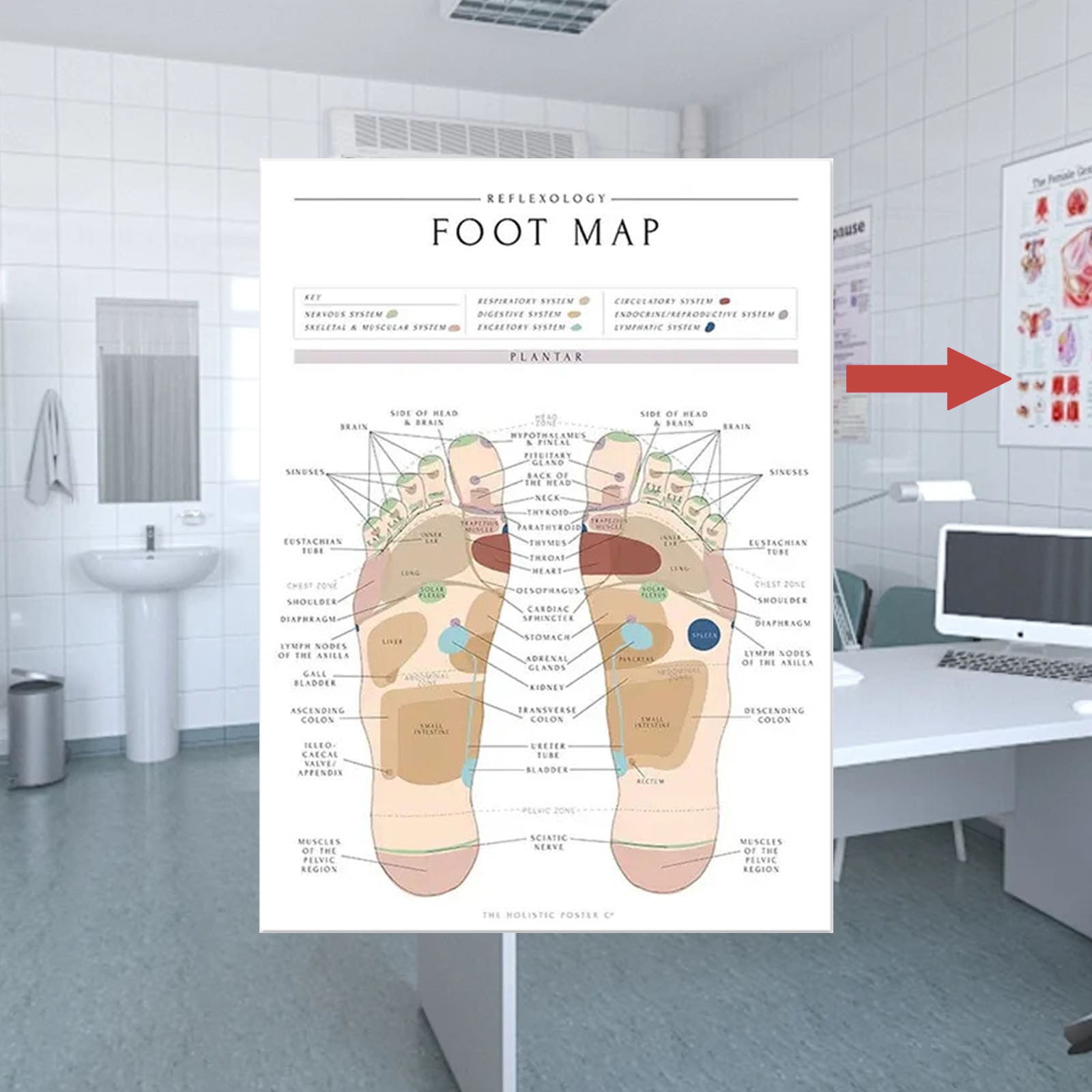 ExactEdge Stickers Poster For Teaching Body Structure Anatomy At The ...