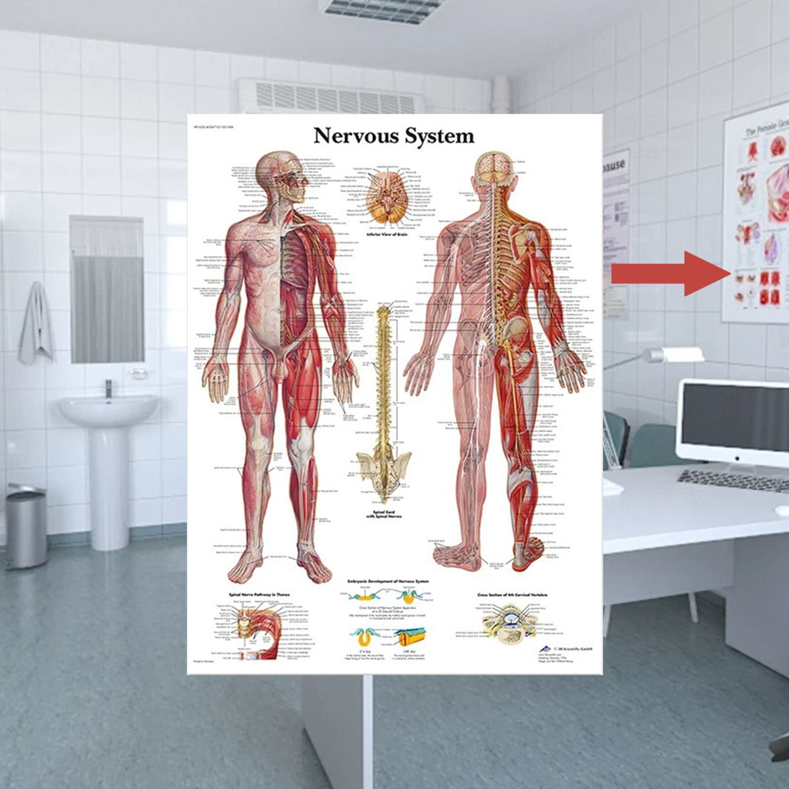 ExactEdge Stickers Poster For Teaching Body Structure Anatomy At The ...