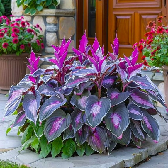Excellent Hosta Planting Bulbs,Ornamental,Perennial Herbs,Simple ...