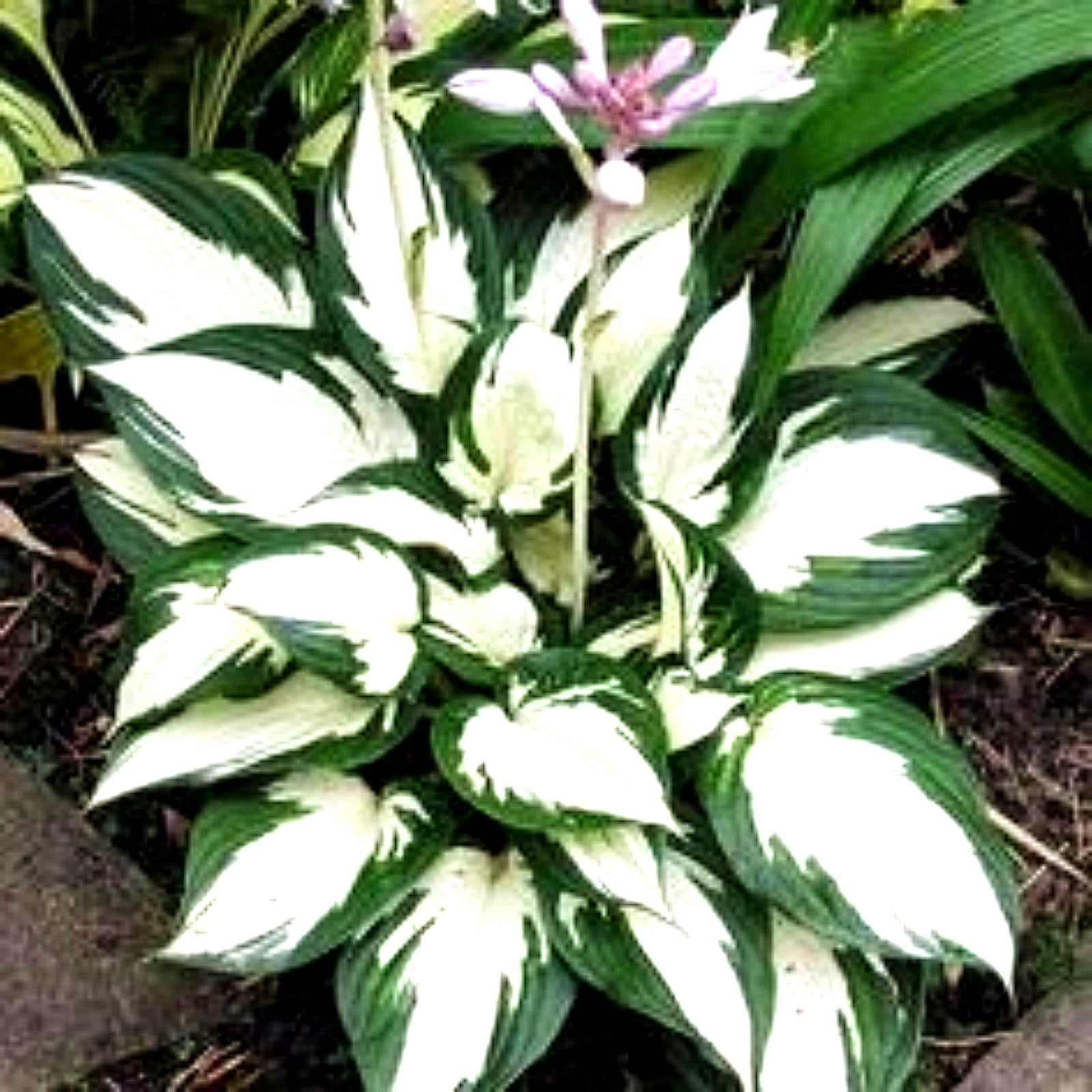 Excellent hosta bulbs, low maintenance plants for flower beds and ...