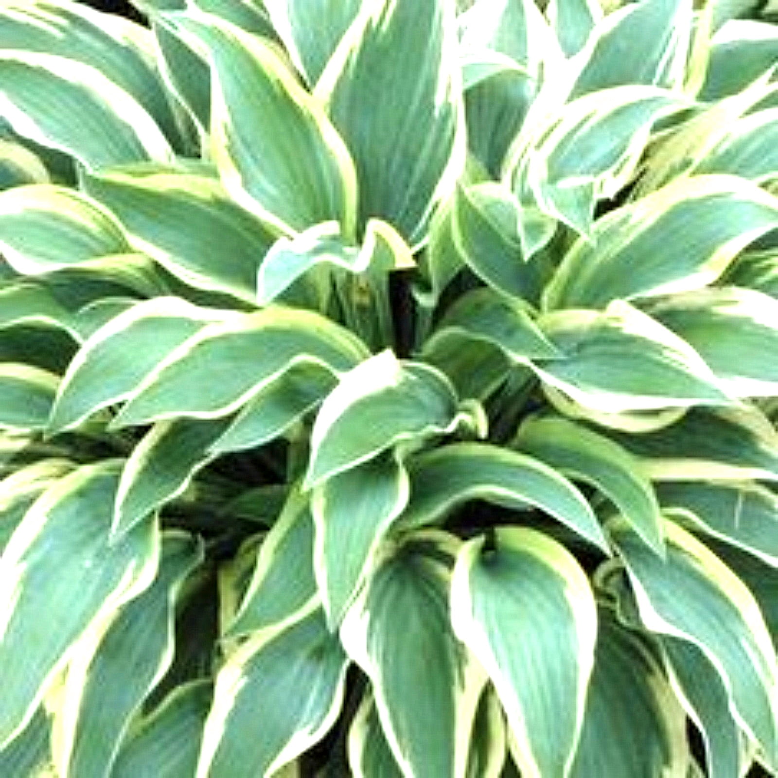 Excellent hosta bulbs, low maintenance plants for flower beds and ...