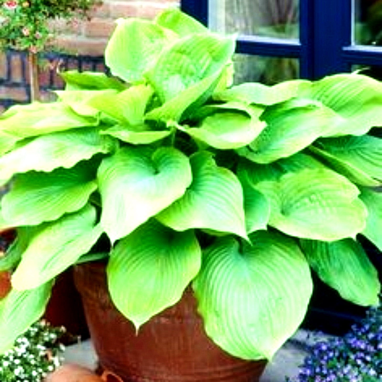 Excellent hosta bulbs, low maintenance plants for flower beds and ...