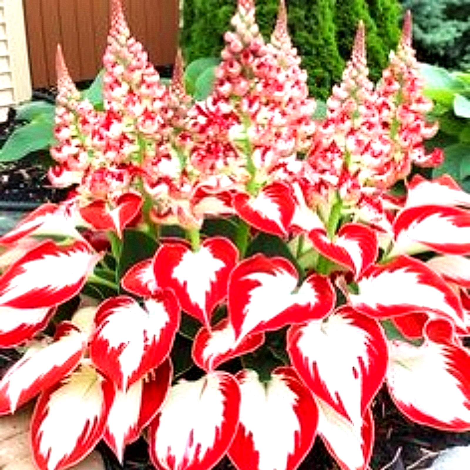 Excellent hosta bulbs, low maintenance plants for flower beds and ...