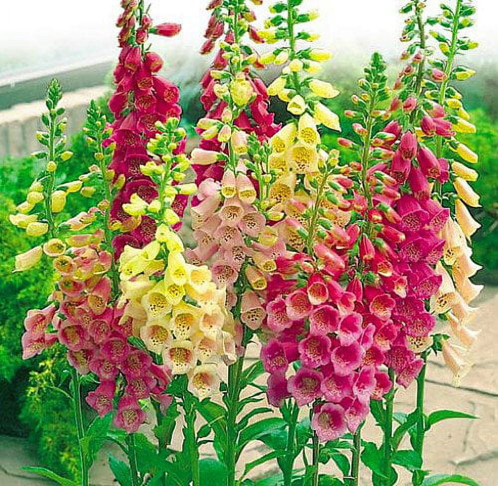 Excelsior Mix Foxglove - Digitalis purpurea - Live Plant - Quart Pot ...