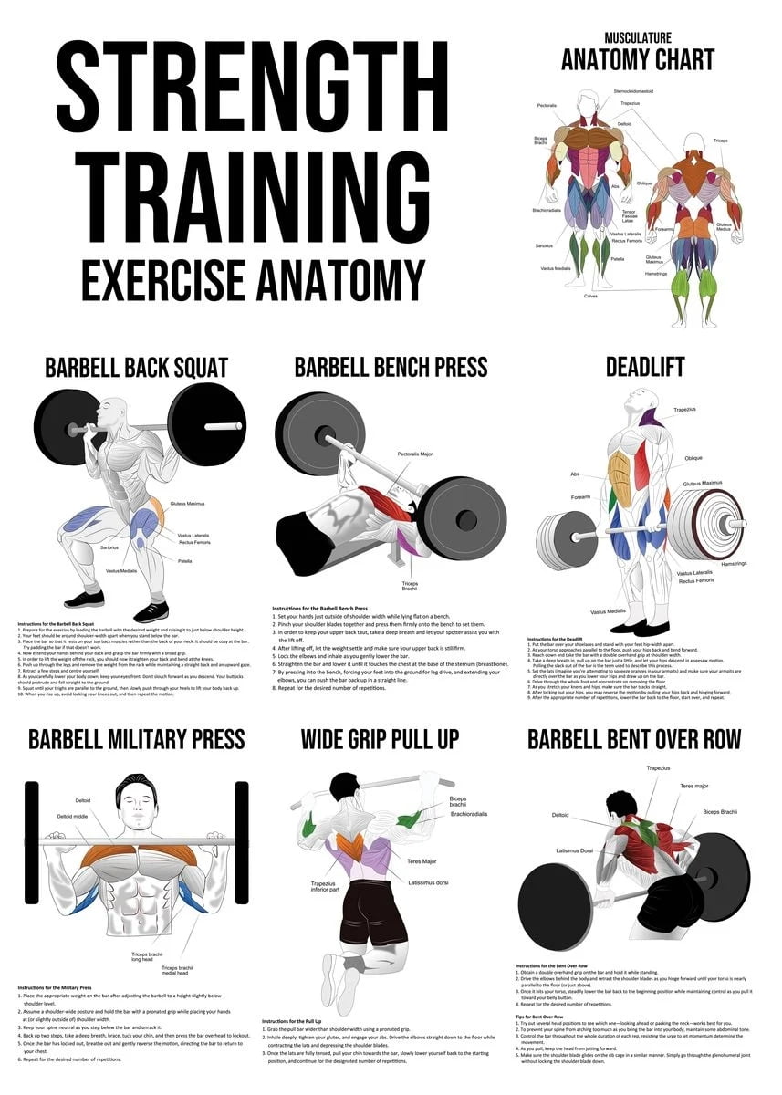 Exercise Anatomy Diagrams Musculature Deadlift Anatomy Chart Art ...