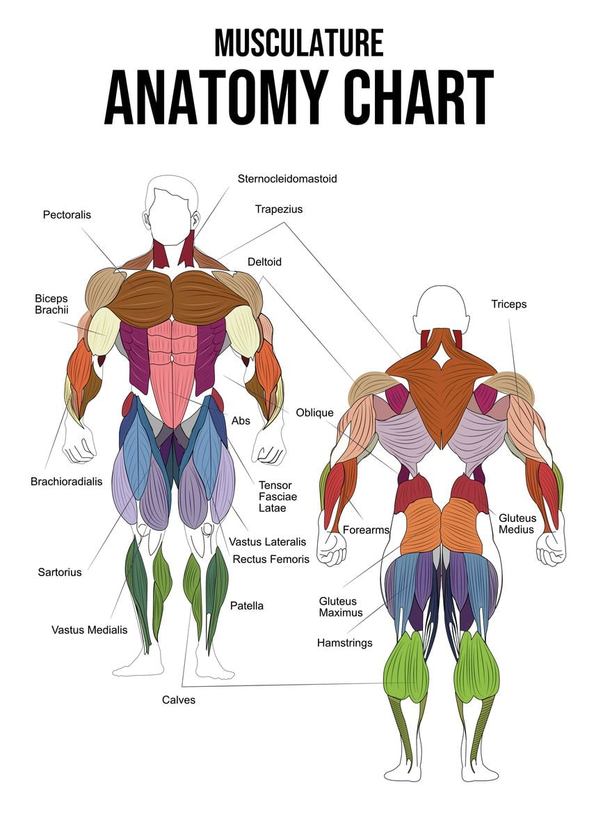 Exercise Anatomy Diagrams Musculature Deadlift Anatomy Chart Art ...