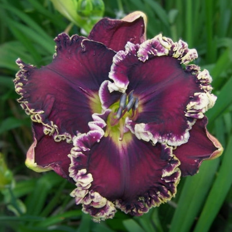 Exhibitionist Daylily Flower Bulb - Attracts Butterflies and ...
