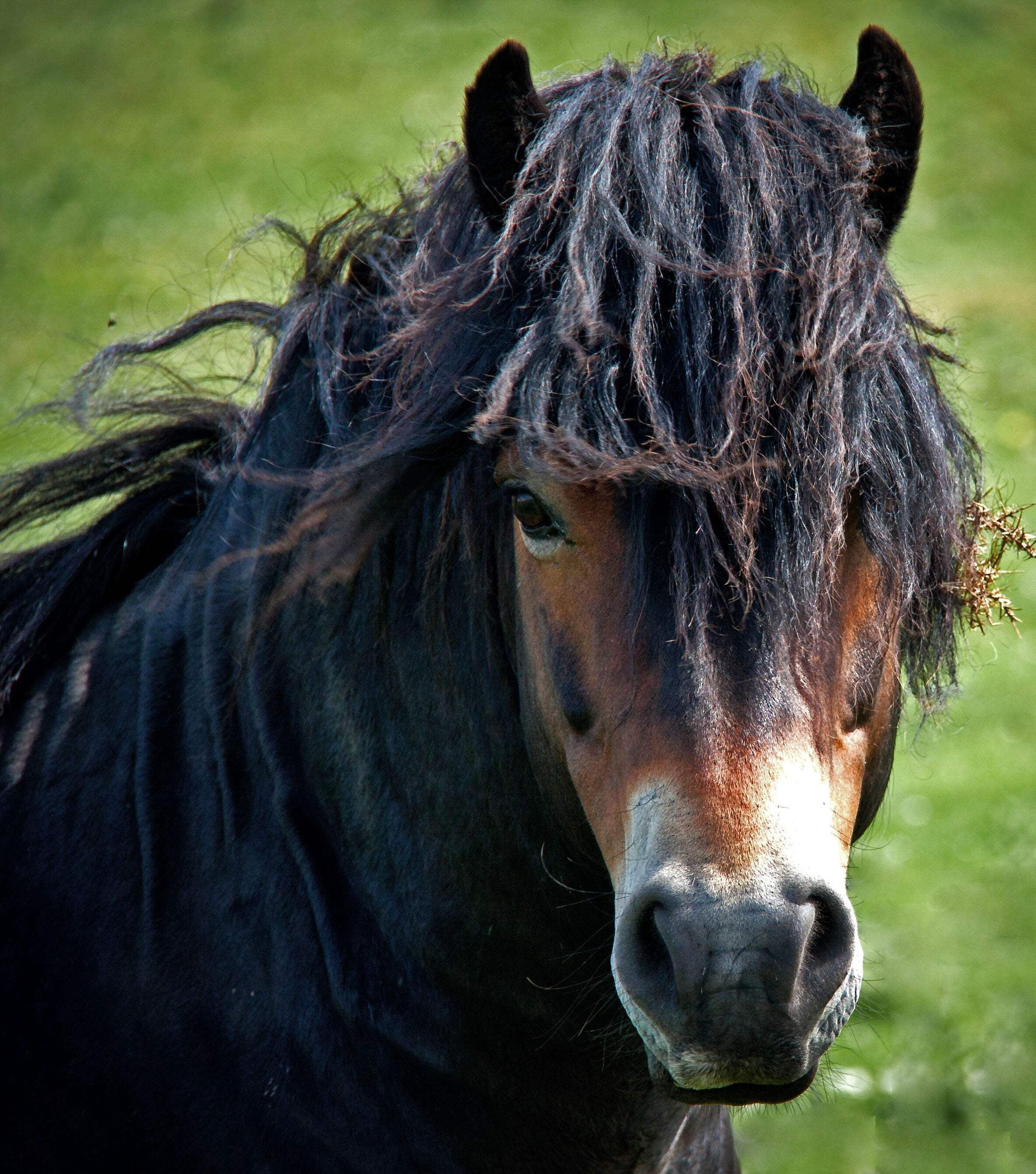 Exmoor Pony Black GLOSSY POSTER PICTURE PHOTO PRINT BANNER ...
