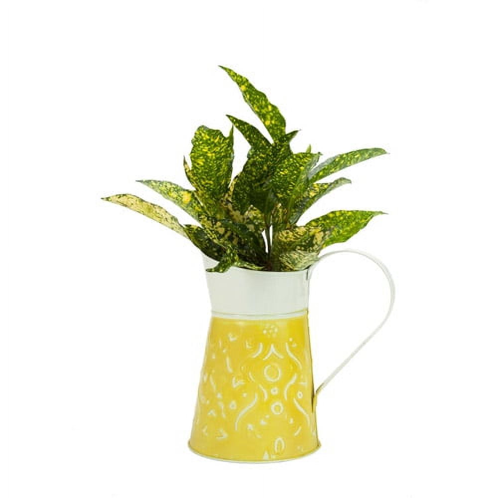 Exotic Angel Plants 4" Succulent Garden - Walmart.com