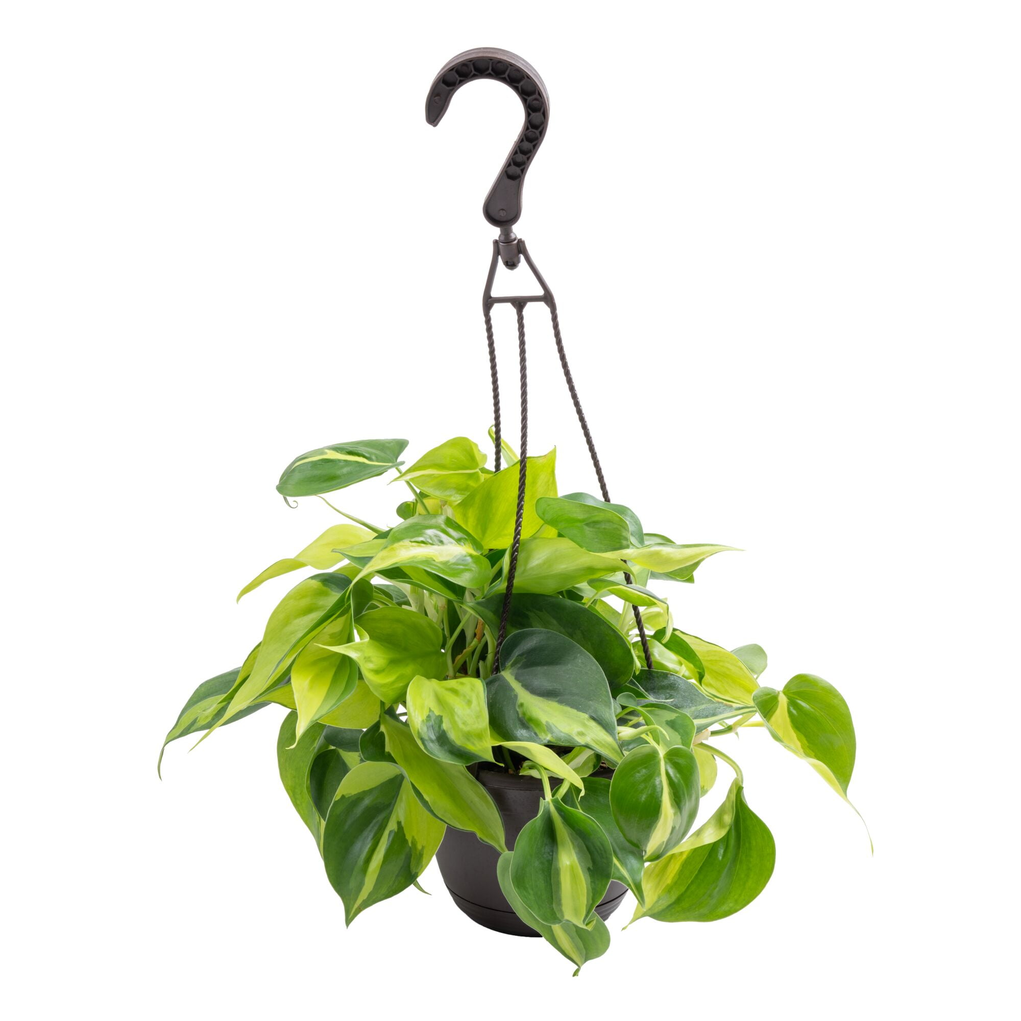Exotic Angel by Costa Farms 12" Assorted Foliage House Plant in 6.6 ...