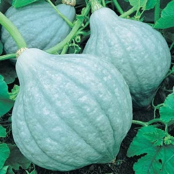 Exotic Blue Squash Seeds for Planting | Grow Your Own Fall Decor or ...