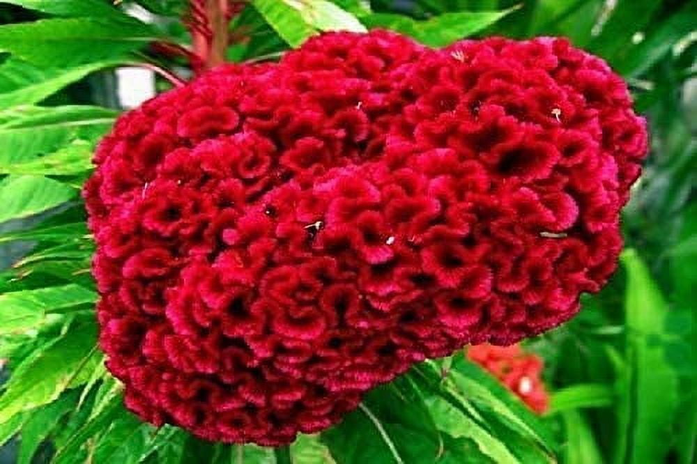 Exotic Cockscomb Seeds - 200+ Seeds - Amazing Garden Flower - Made in ...