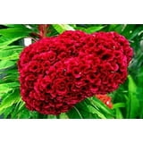 Exotic Cockscomb Seeds - 200+ Seeds - Amazing Garden Flower - Made in ...