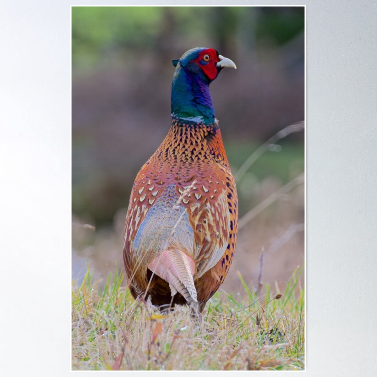 Exotic ~ Common Pheasant Brwtchy6 By David Irwin Poster Wall Art ...