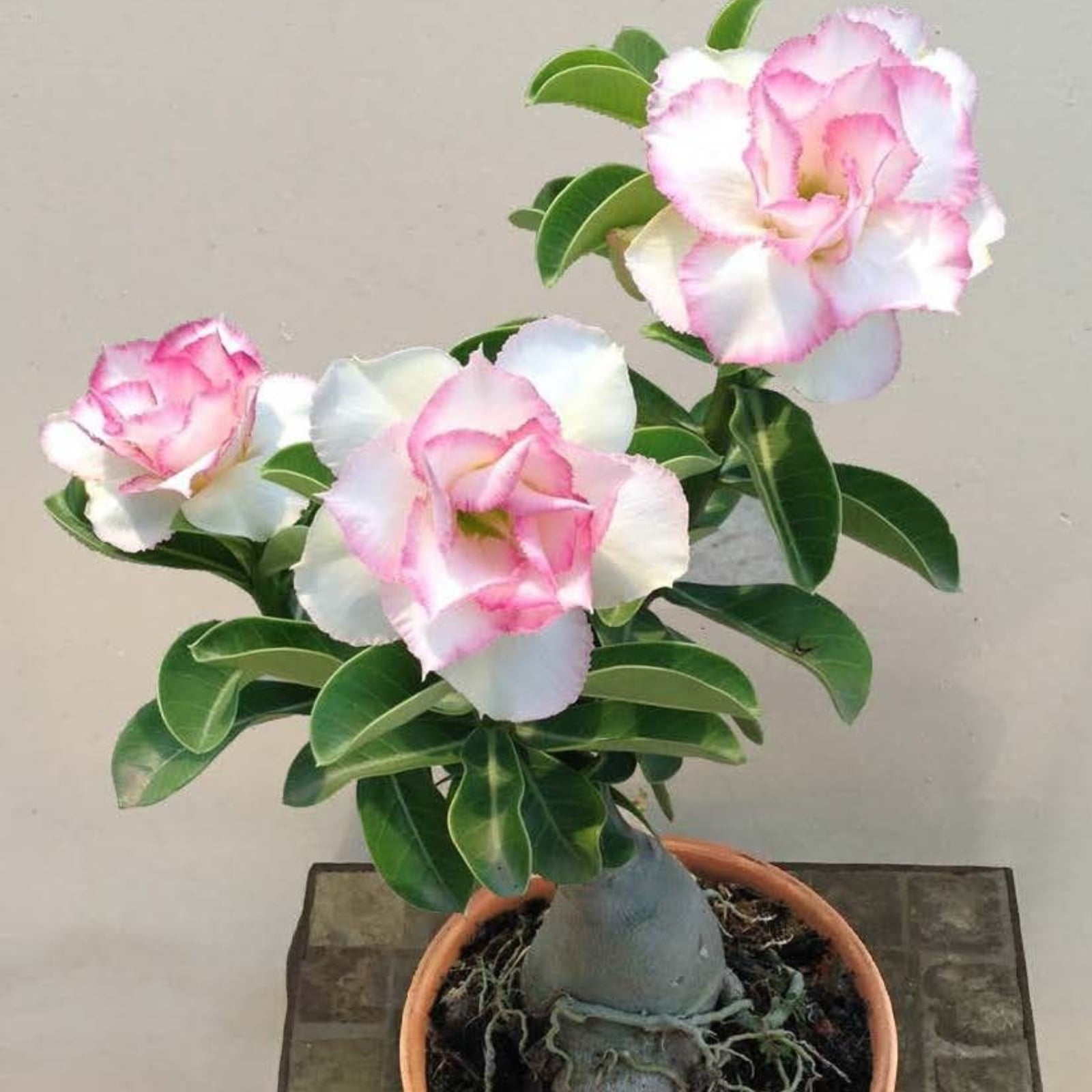 Exotic - Desert Rose -Desert Rose- Great Choice For A Garden -Desert ...