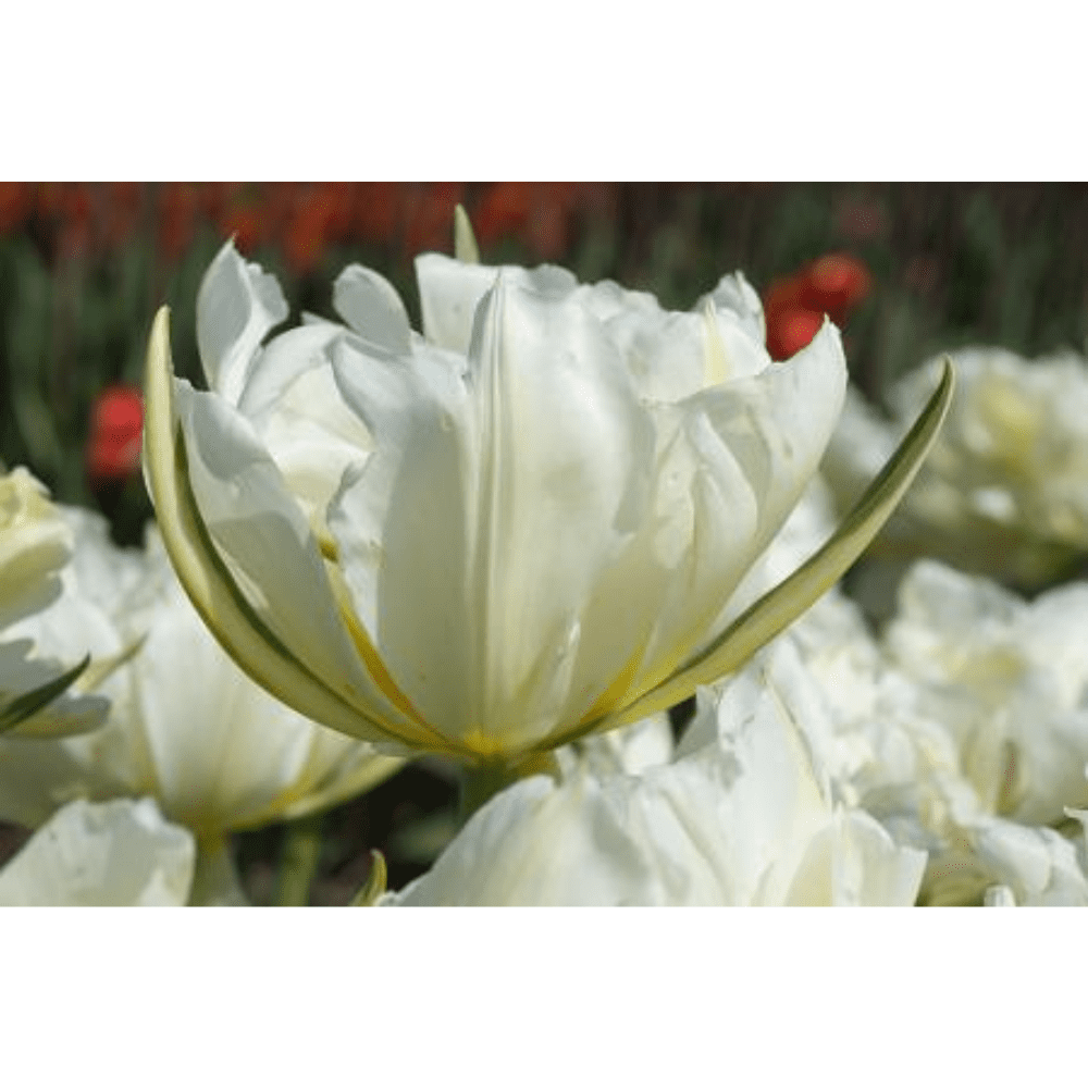 Exotic Emperor Fosteriana 7 Tulip Bulbs - 12/+ cm bulb - Walmart.com