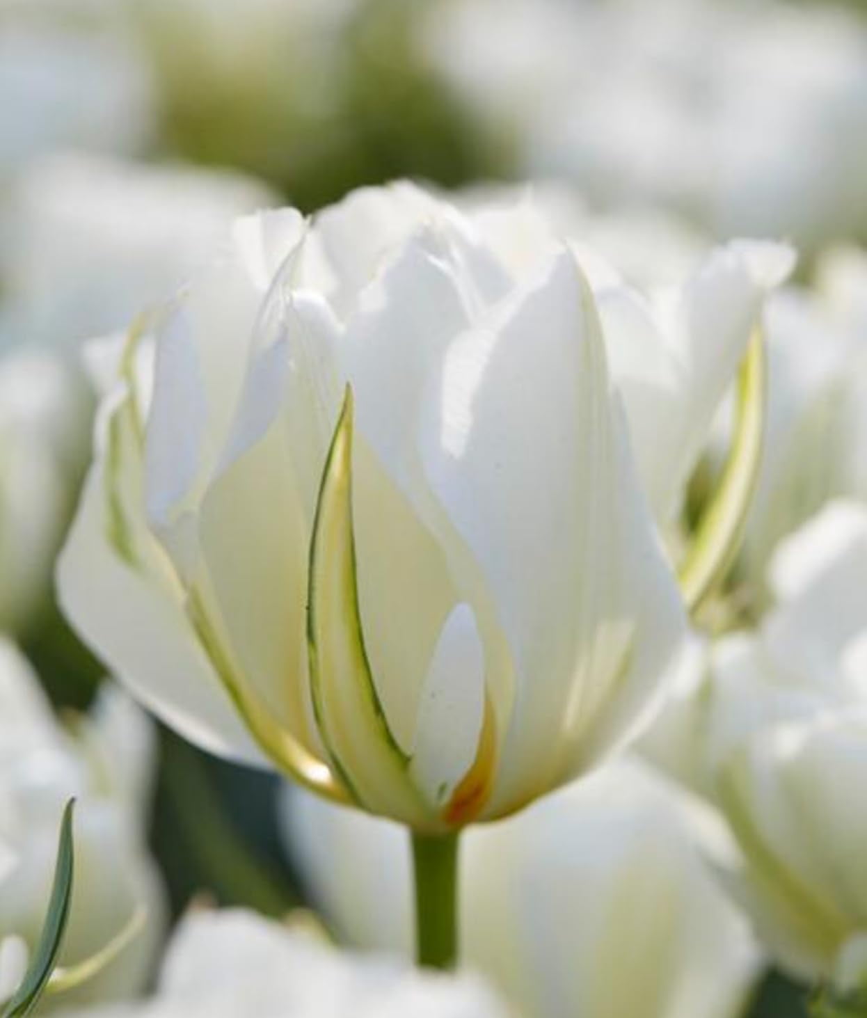 Exotic Emperor Tulip Flower Bulbs for Planting - Easy to Grow, Top Size ...