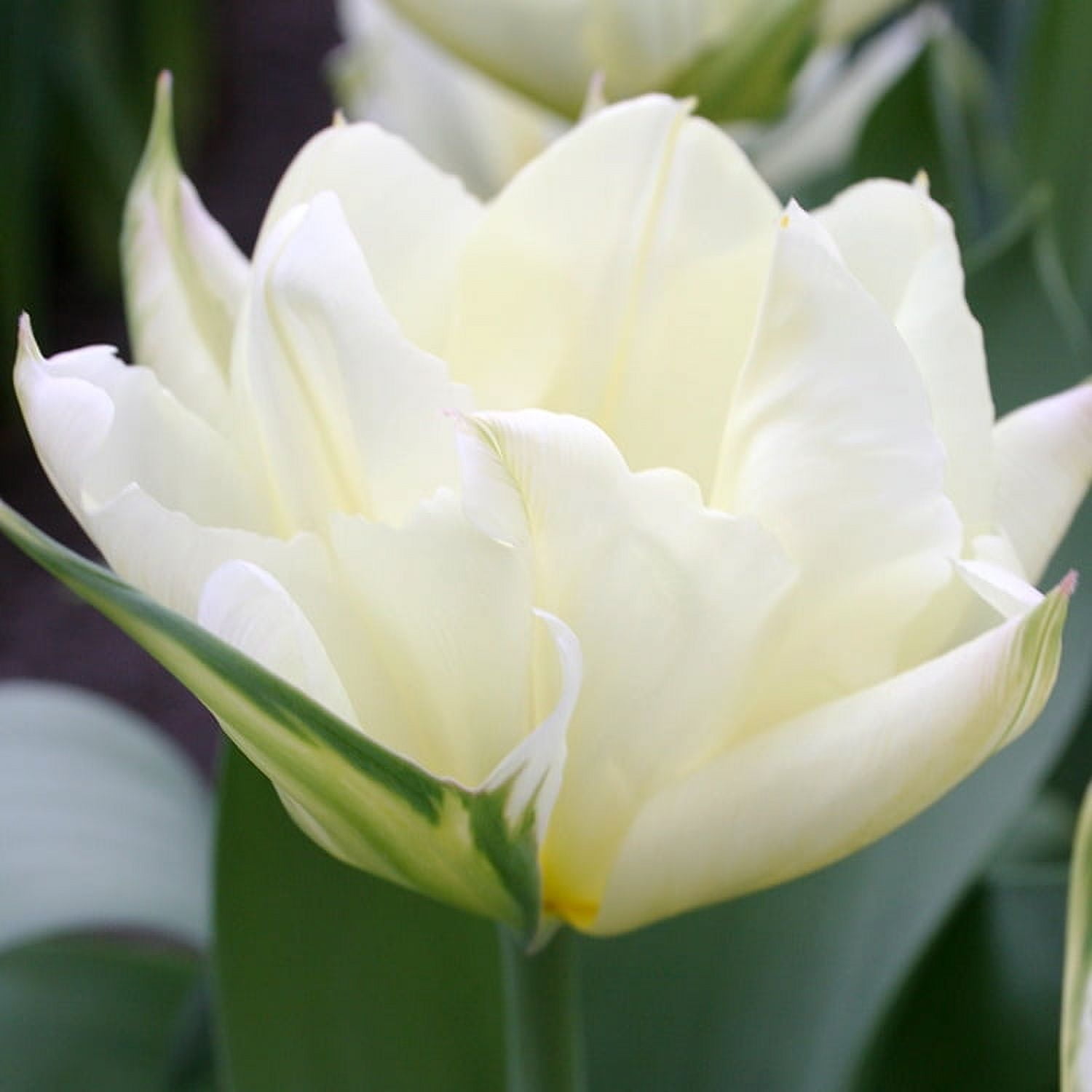 Holland Bulb Farms Exotic Emperor Tulip Bulbs, Creamy White Blooms ...