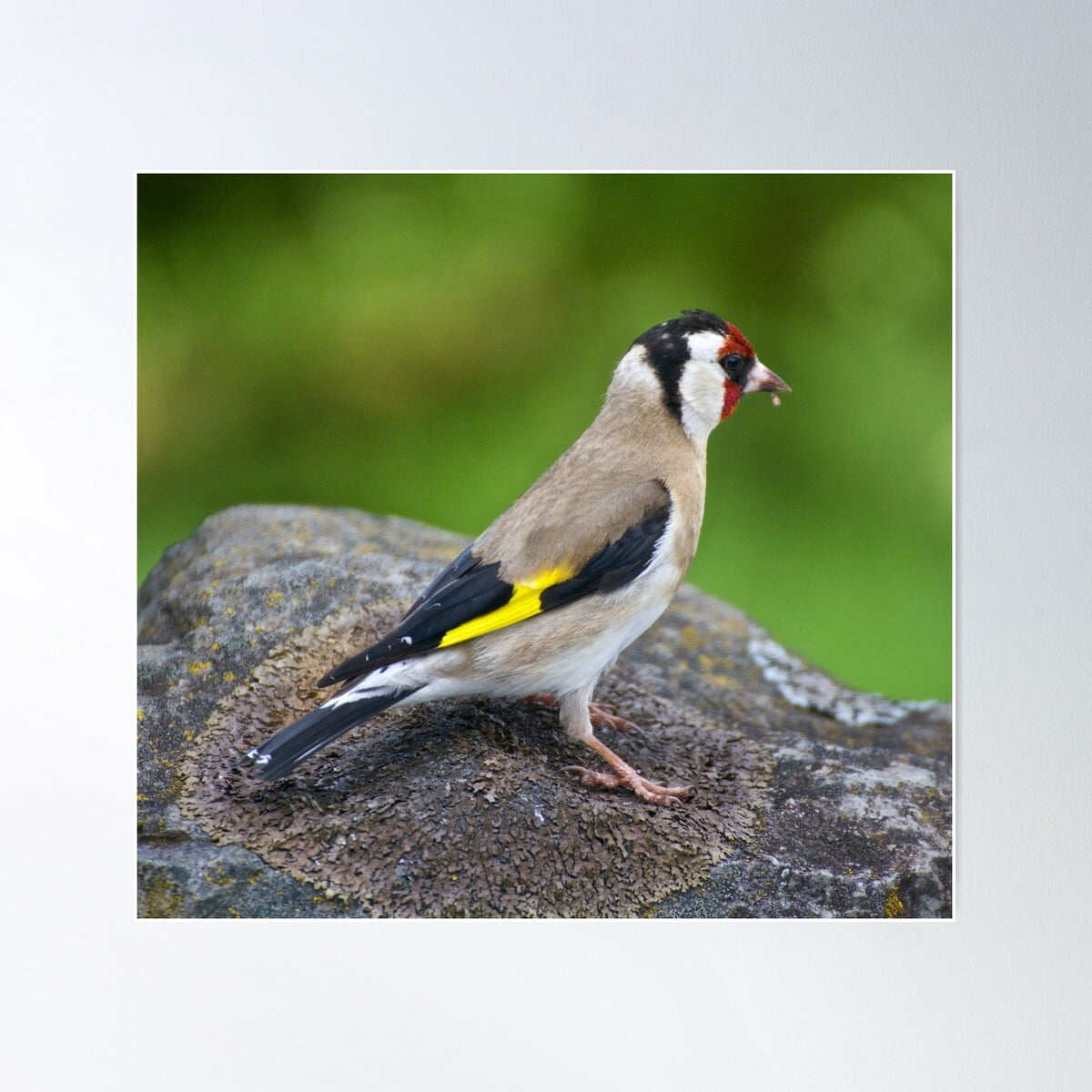 Exotic ~ European Goldfinch Ae7Ueyux By David Irwin Poster Wall Art ...