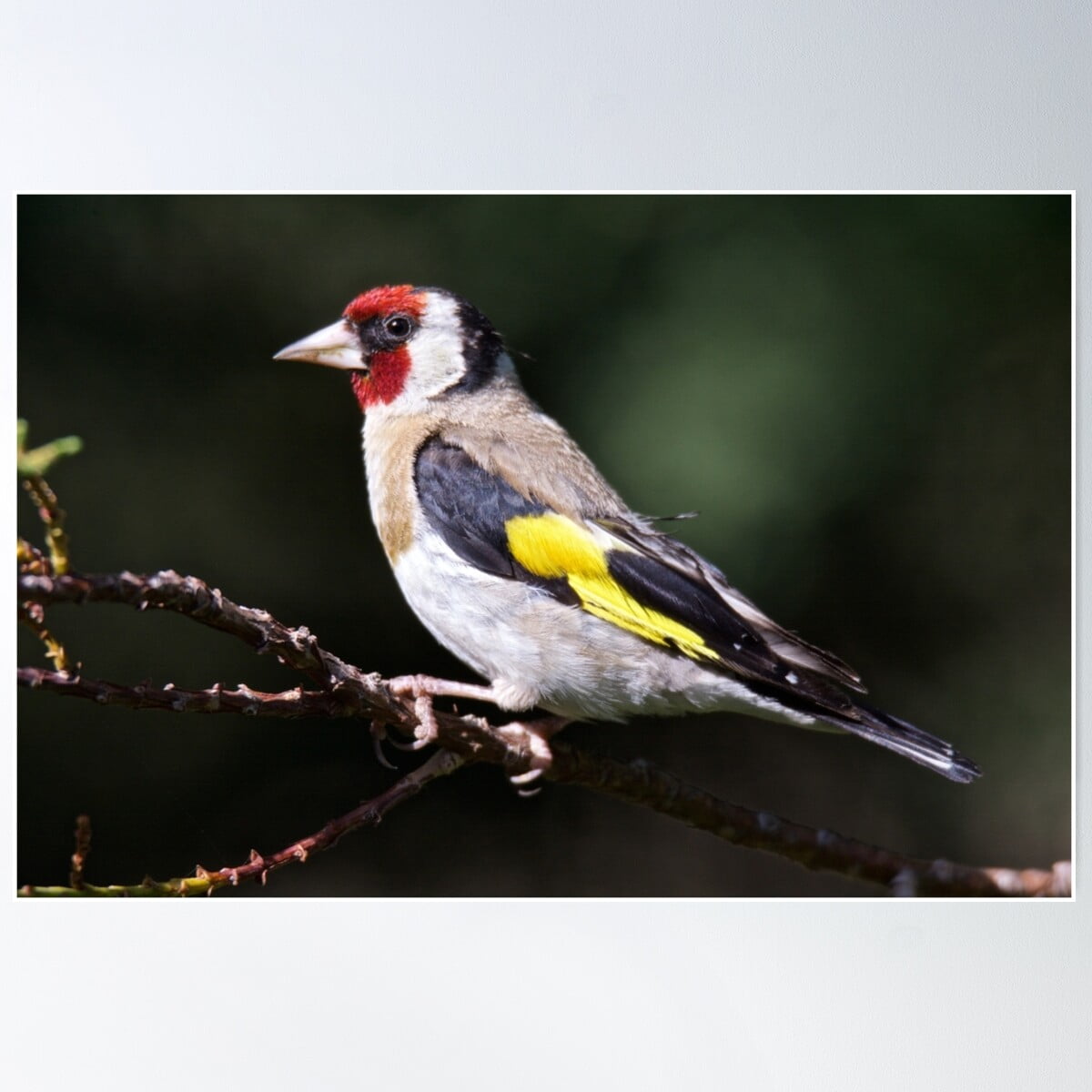 Exotic ~ European Goldfinch Xhz945Kq By David Irwin Poster Wall Art ...