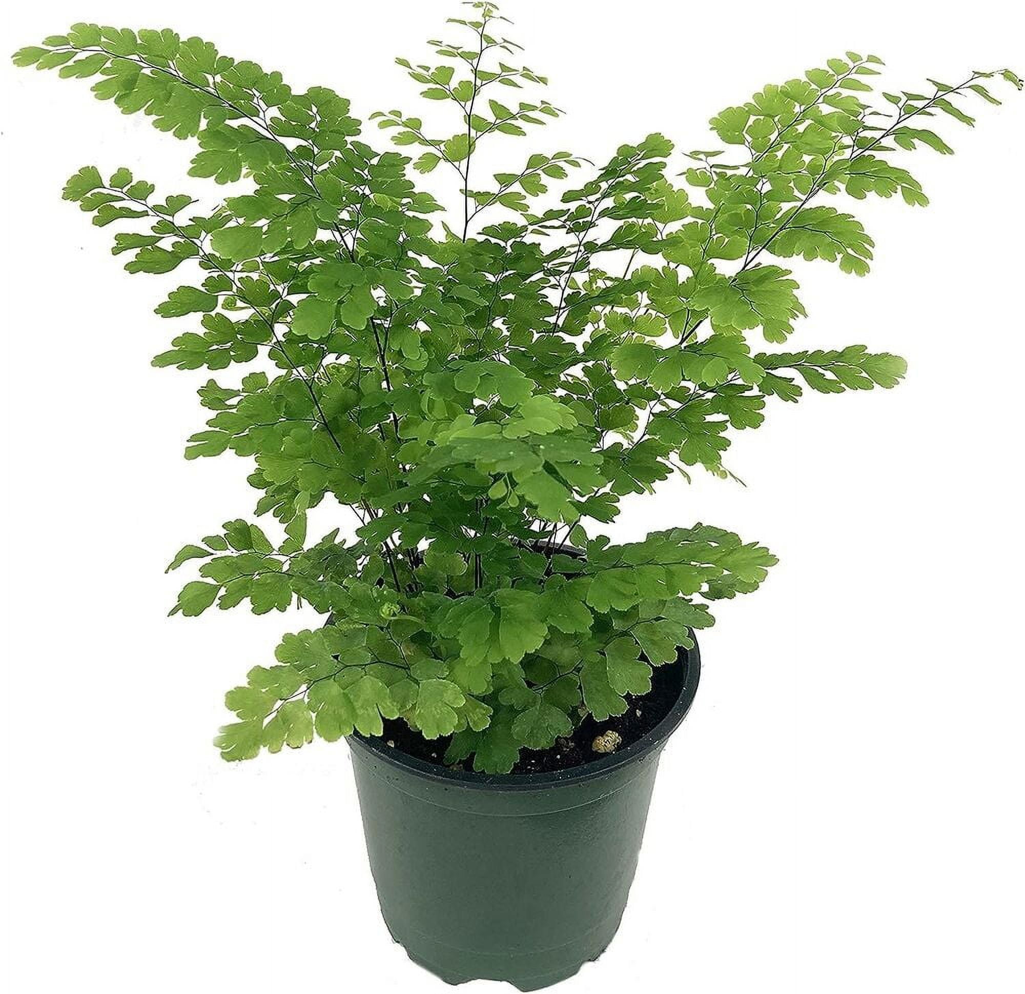 Exotic Fern Assortment - 5 Live Plants in 4 Inch Pots - Rare and Exotic ...