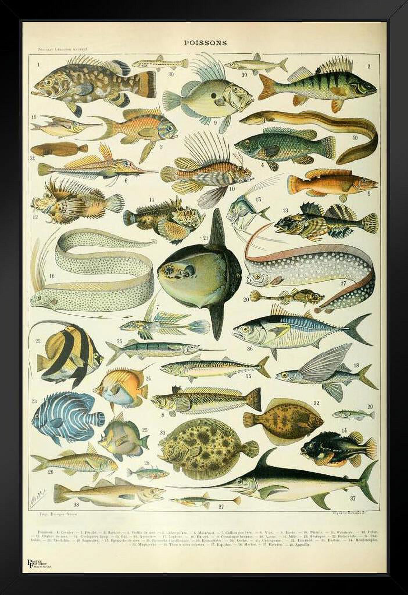Exotic Fish Poissons Cottagecore Room Decor Ocean Sea Freshwater Chart ...