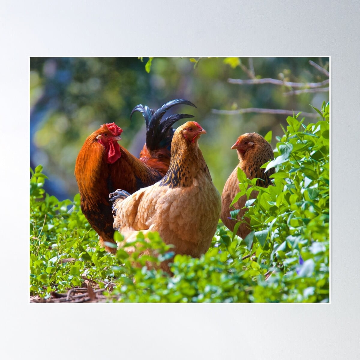 Exotic ~ Gallus Gallus Domesticus Nx6Qqlzx Feral Domestic Chicken By ...