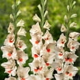 Exotic Gladiolus, Heat Resistant Perennial Decor for Plant Hangers ...