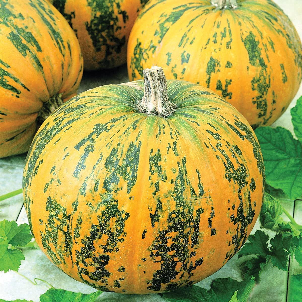 Exotic Green and Orange Pumpkin Seeds - 20+ Seeds, Made in USA - Grow ...
