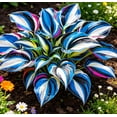 Exotic Hosta- Tall and elegant - Drought-resistant - Versatile for ...