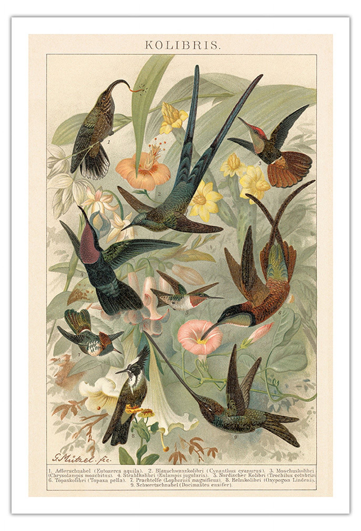 Exotic Humming Birds (Kolibris) - Bookplate from Brockhaus ...