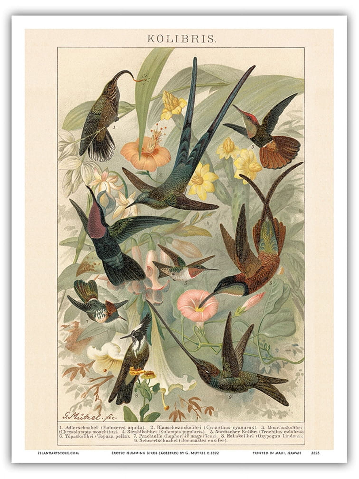 Exotic Humming Birds (Kolibris) - Bookplate from Brockhaus ...