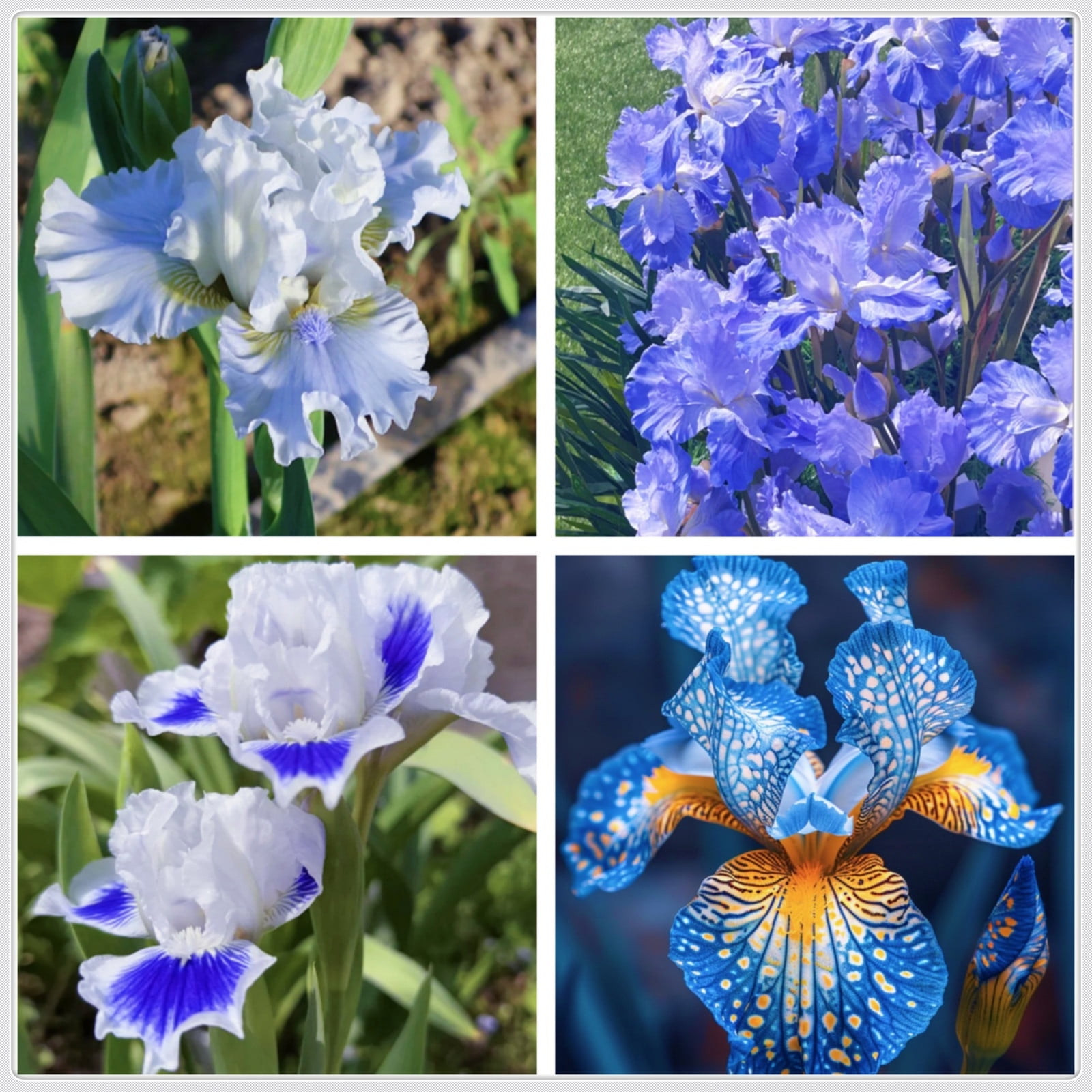 Exotic Iris Garden Potted Balcony Decoration Attract Pollinating ...